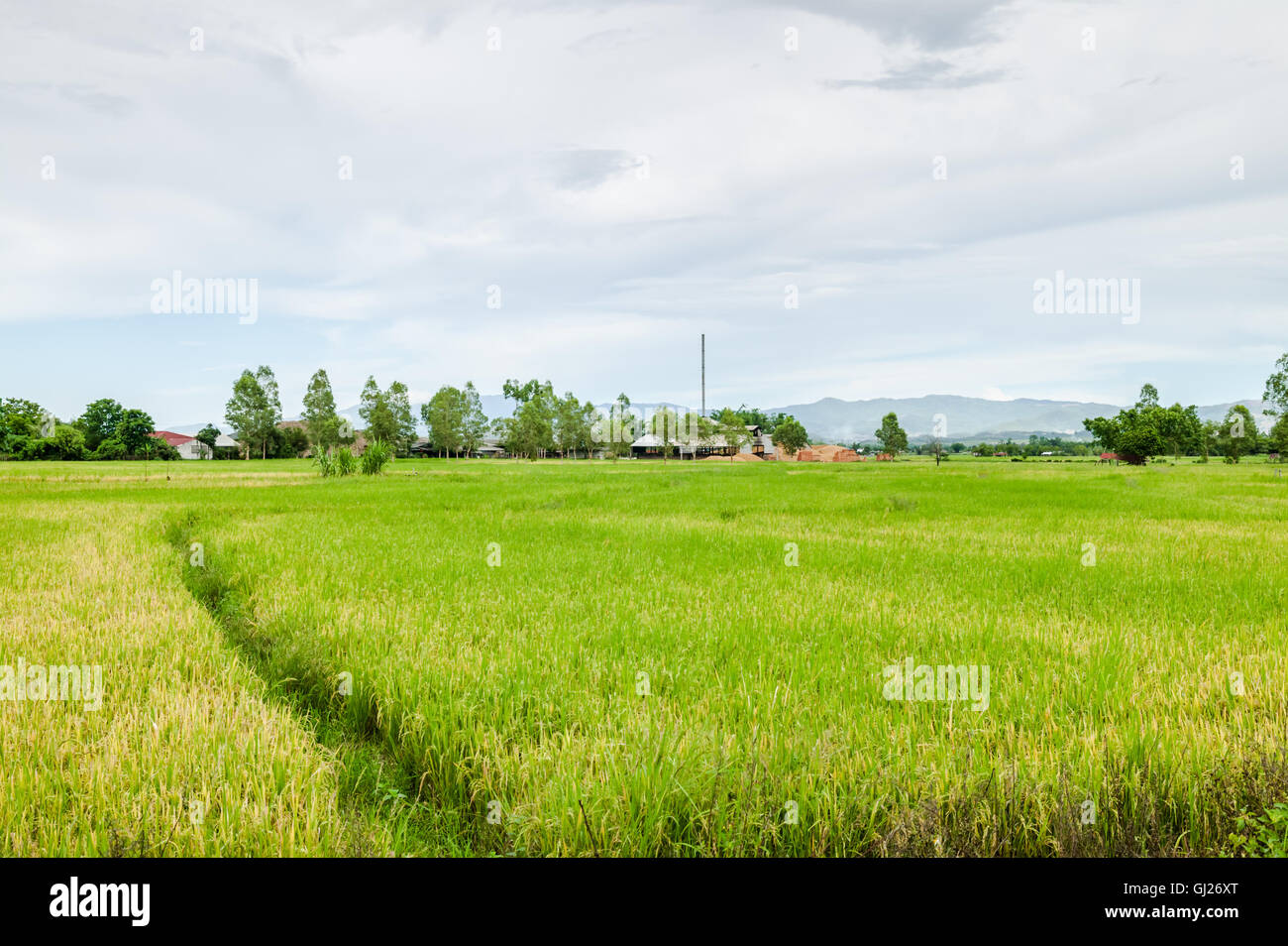 Chiang Rai, Thailand, lush green rice paddy field Stock Photo - Alamy