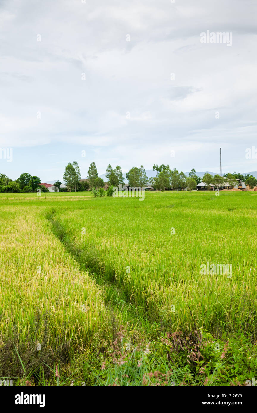 Chiang Rai, Thailand, Lush Rice paddy field Stock Photo - Alamy