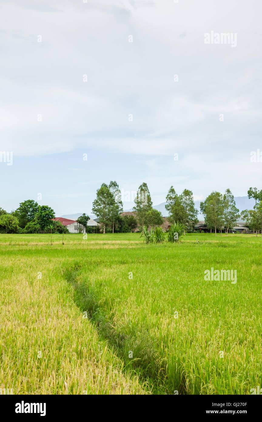 Thailand Rice Field In Hutch