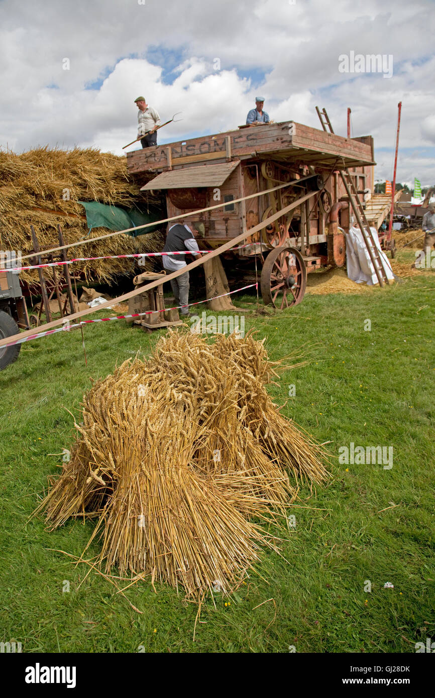 Men working Ransomes vintage AM54 threshing machine Countryfile Live ...