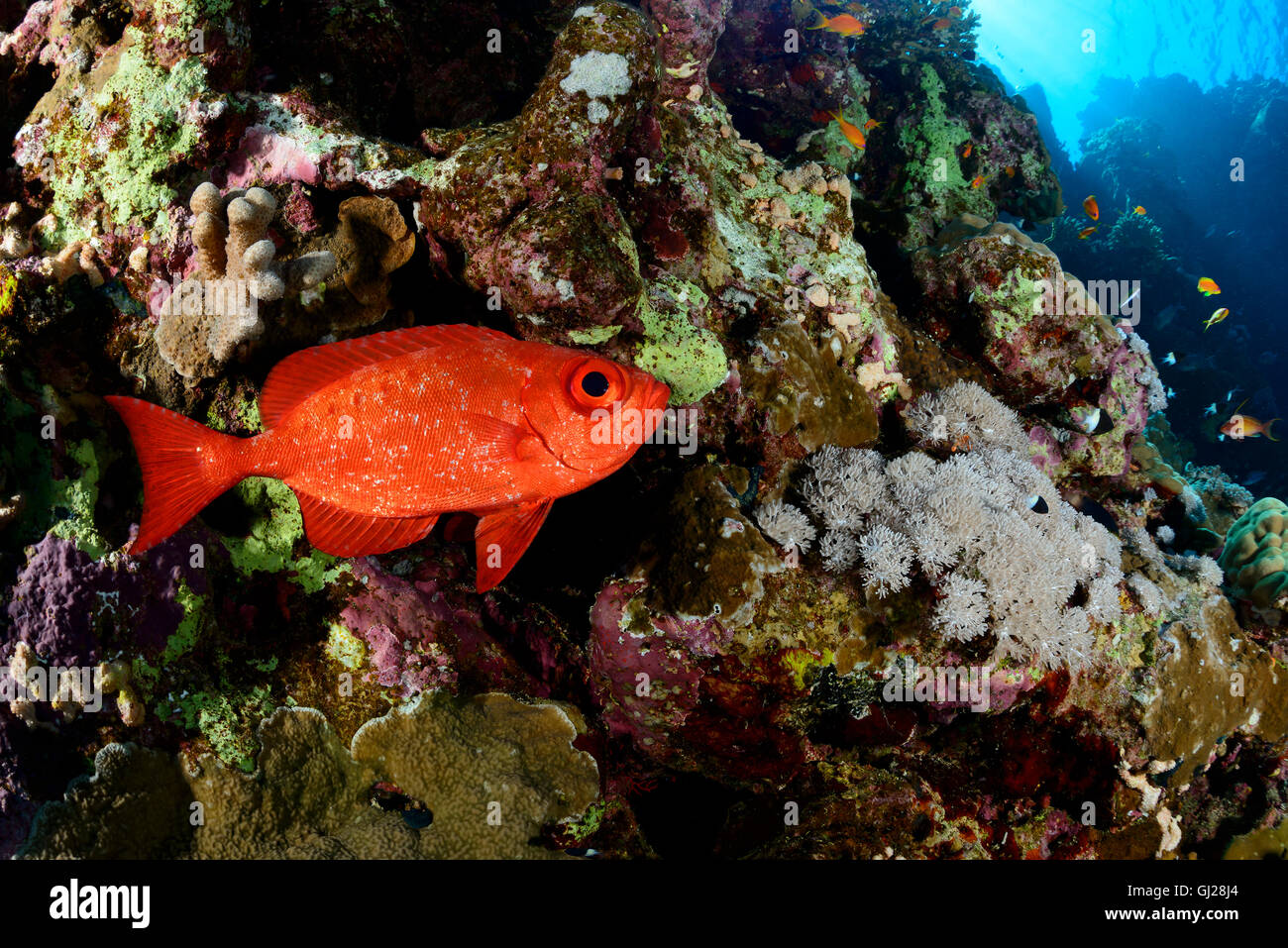 Priacanthus hamrur, Moontail bullseye, Wadi Gimal, Marsa Alam, Red Sea ...