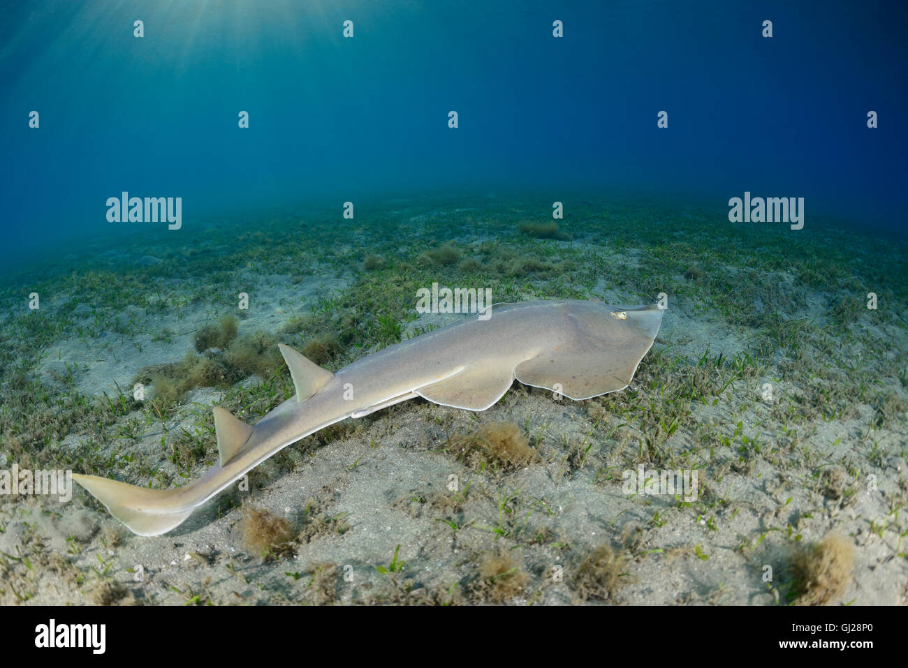 Glaucostegus halavi red sea hi-res stock photography and images - Alamy