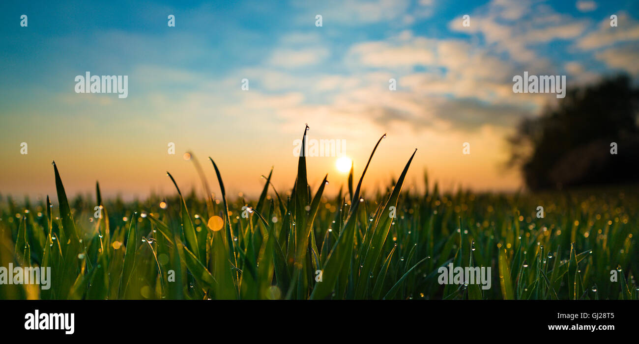 Green grass with water drop on sunrise Stock Photo - Alamy