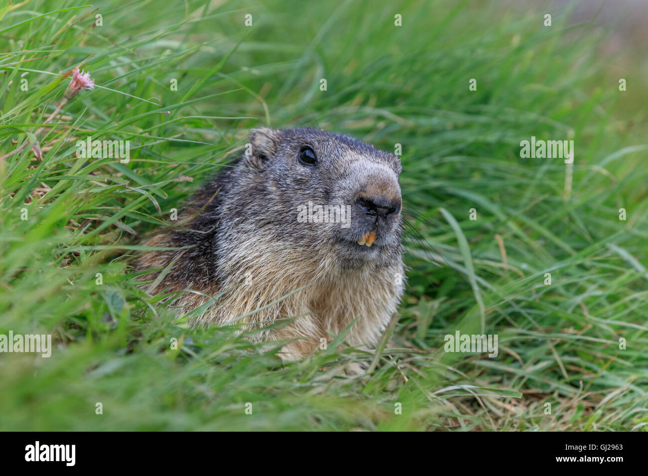 Alpine marmot (Marmota marmota) in the French Alps Stock Photo - Alamy