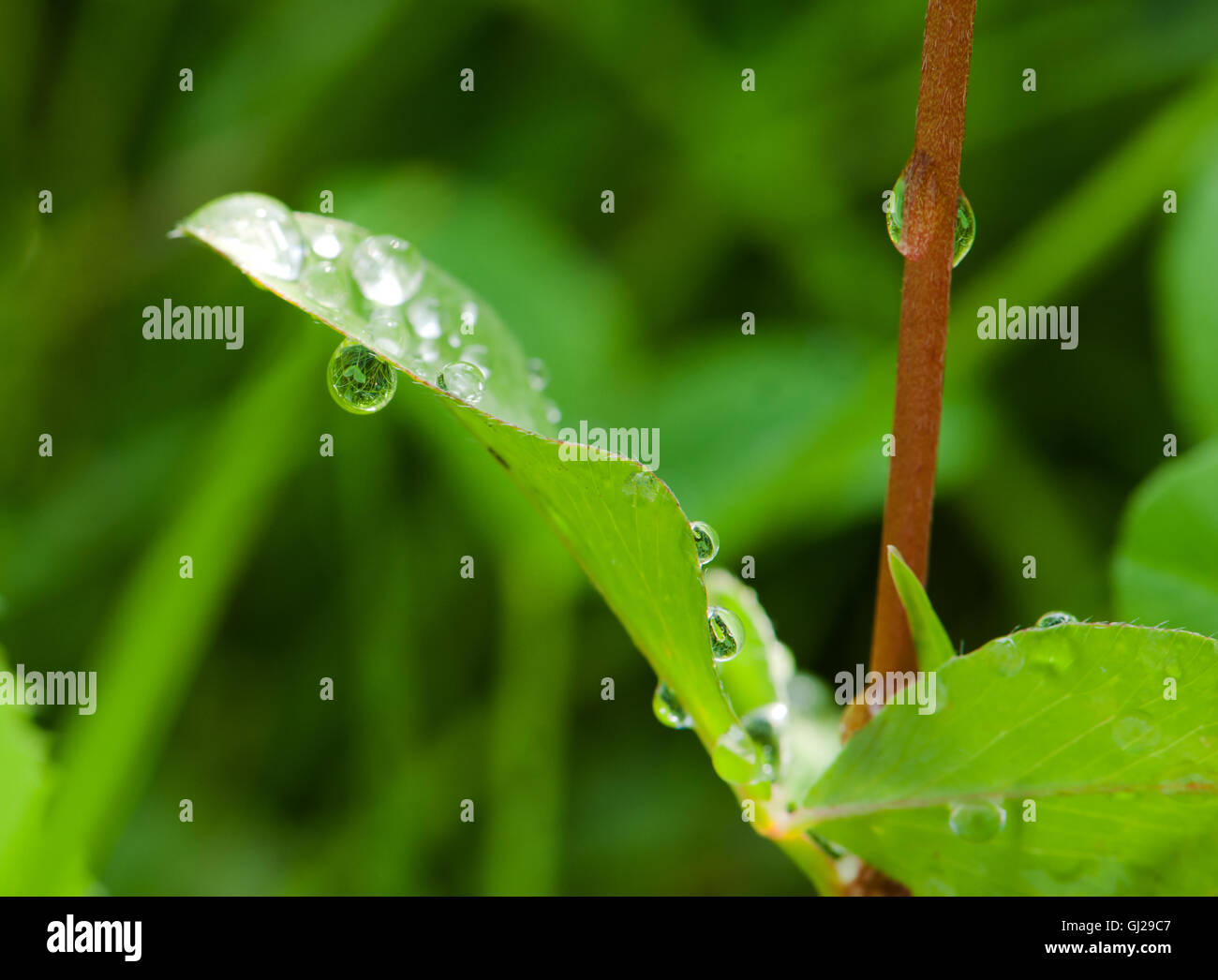 Raindrop wet dew dewdrop hi-res stock photography and images - Alamy