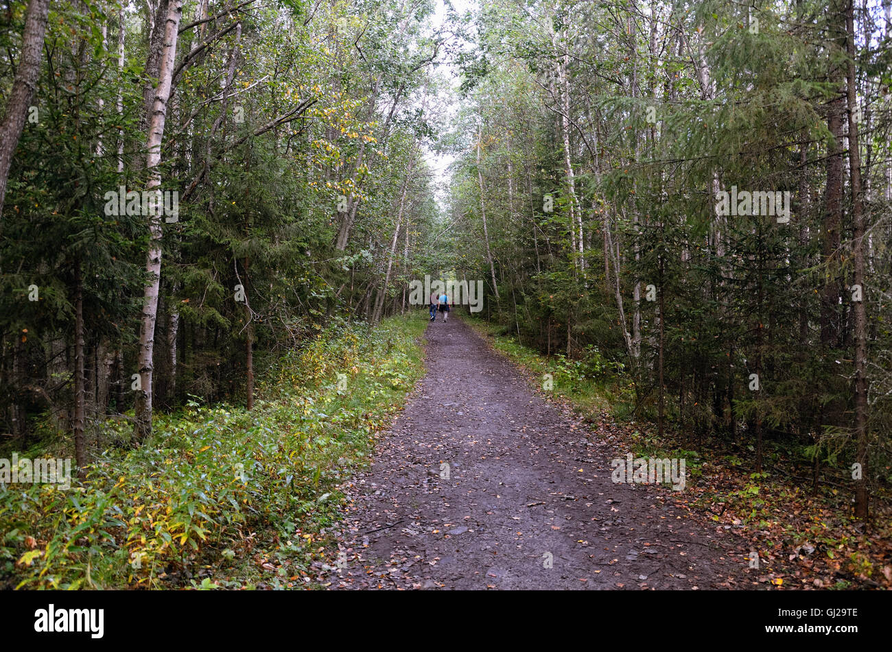 Walking in the woods summer hi-res stock photography and images - Alamy