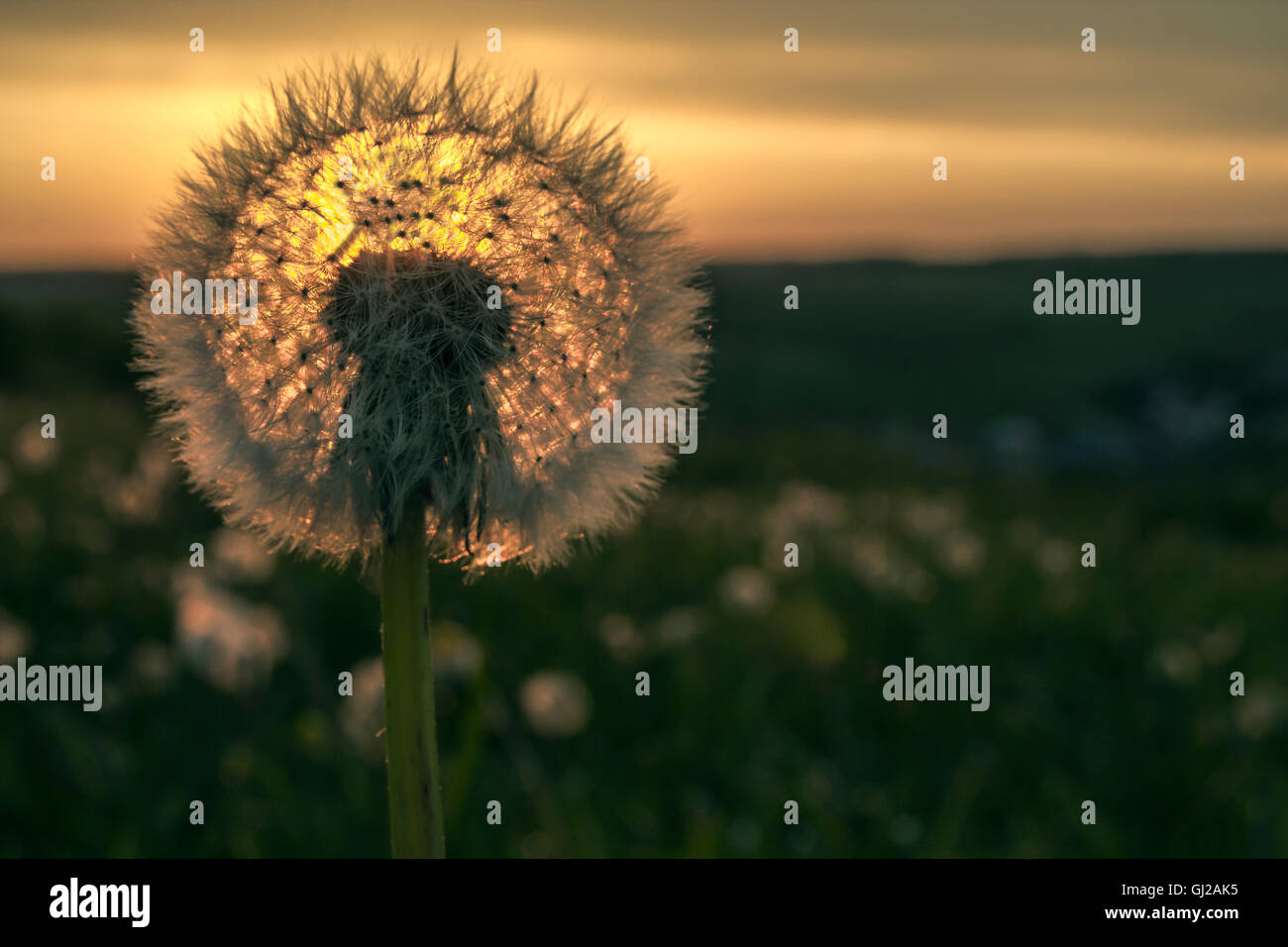 dandelion at sunset Stock Photo - Alamy