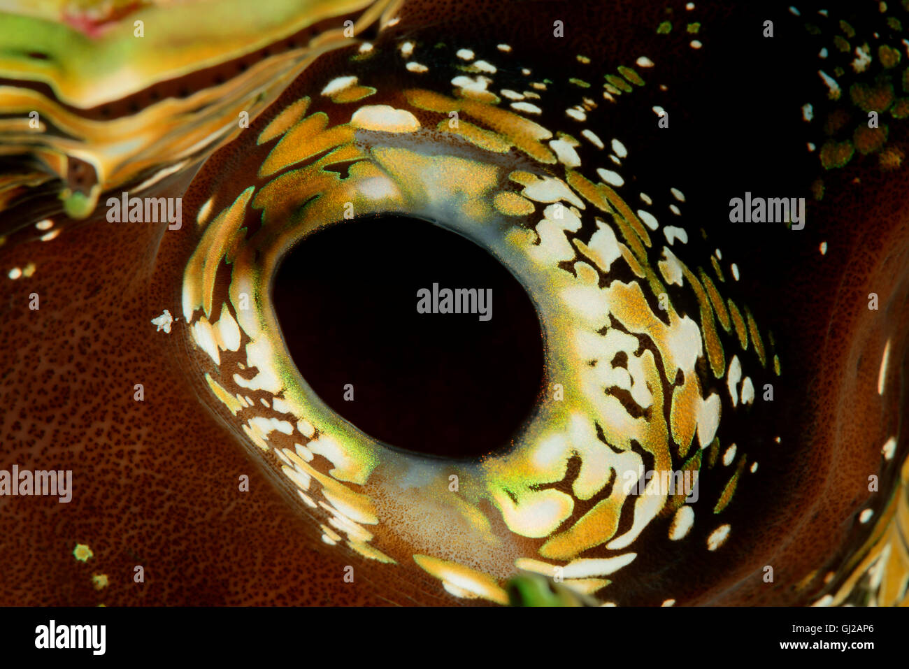 Tridacna sp., Giant clam siphon detail, Safaga, Red Sea, Egypt, Africa ...