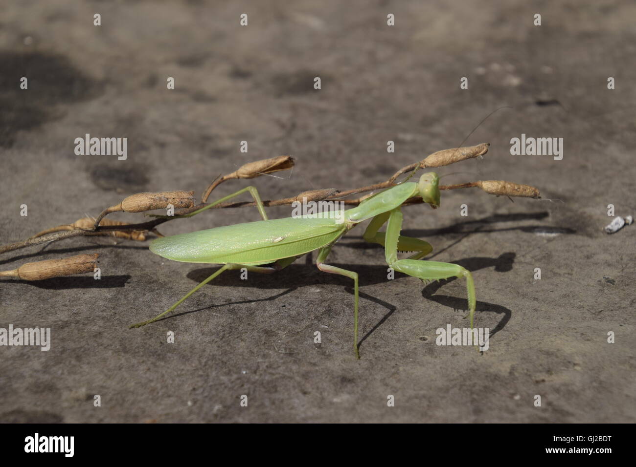 The female mantis religios. Predatory insects mantis. Huge green female ...