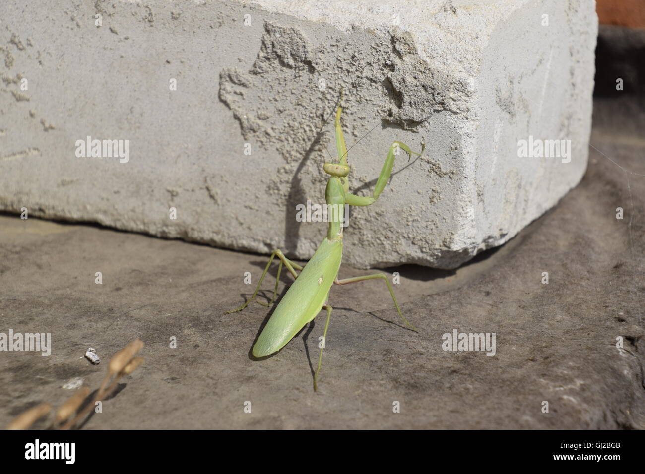 Mantis, climbing on a brick wall. The female mantis religios. Predatory ...