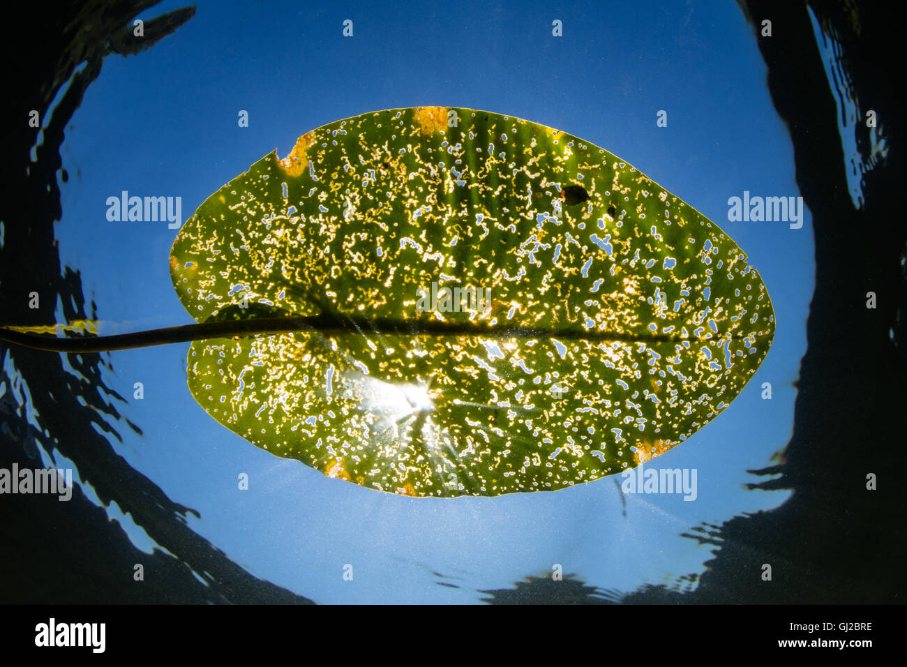Sunlight filters through a lily pad growing in a freshwater lake ...