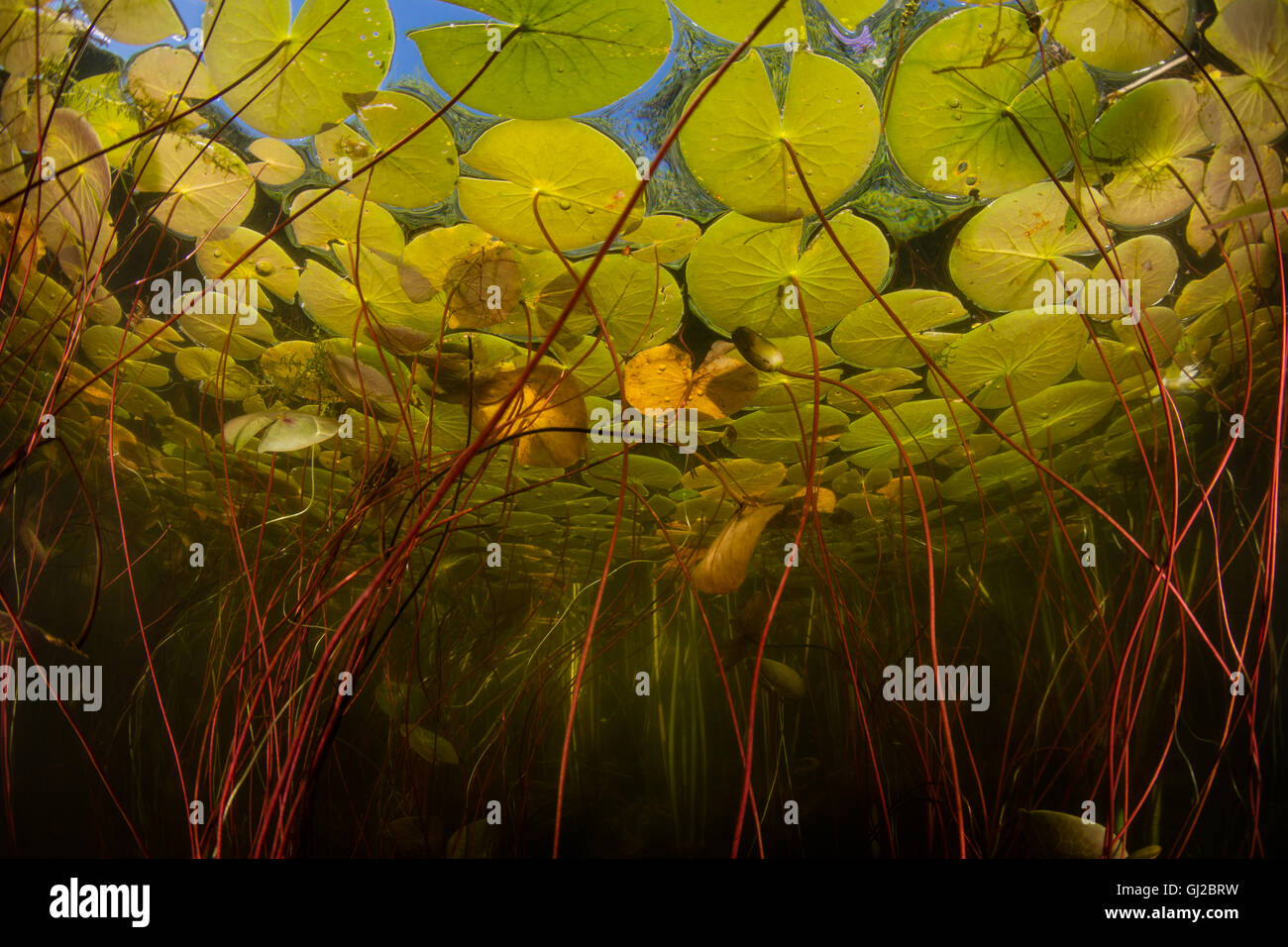 A canopy of lily pads grows in a shallow freshwater lake in New England ...