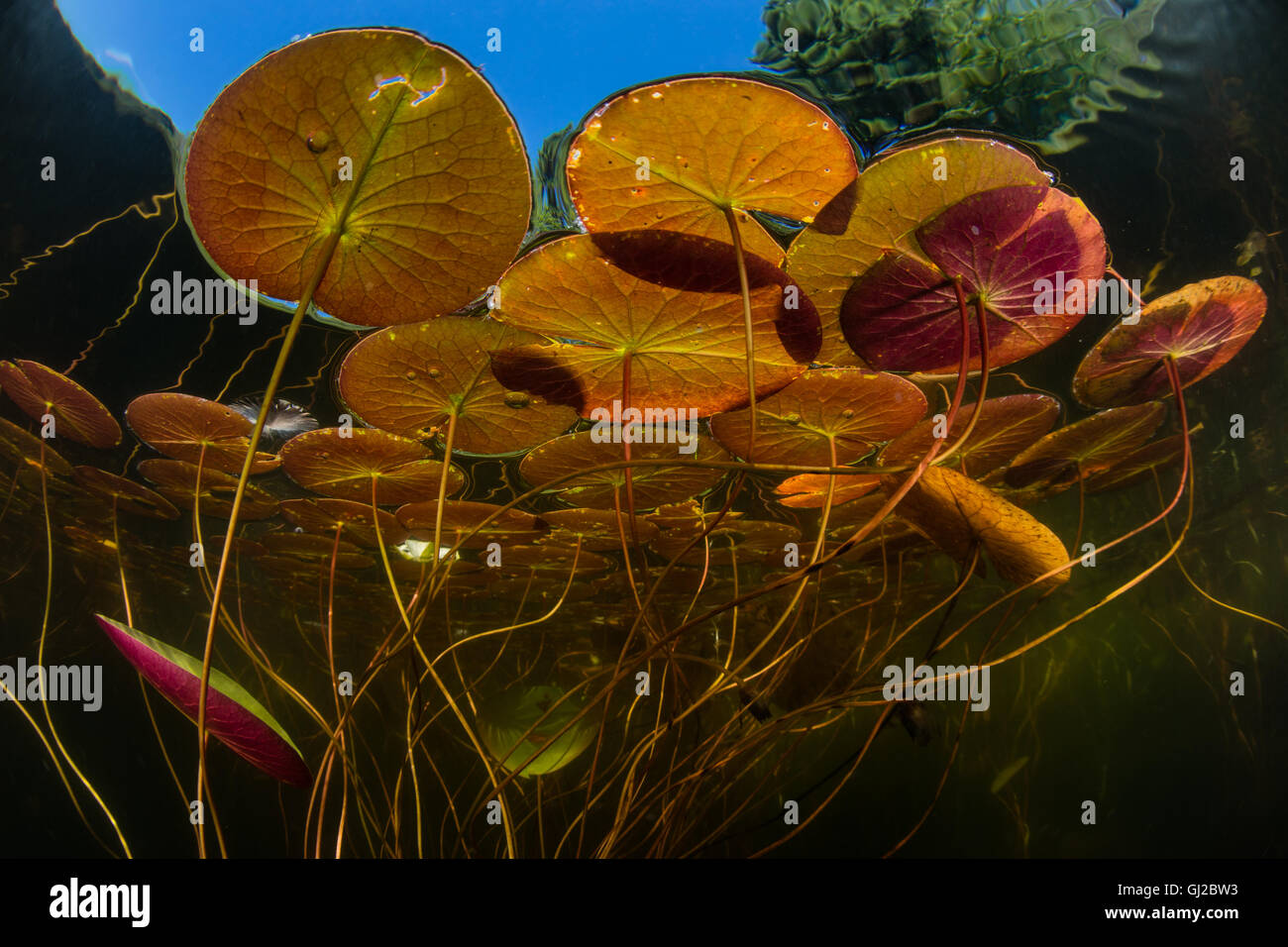 A canopy of lily pads grows in a shallow freshwater lake in New England ...