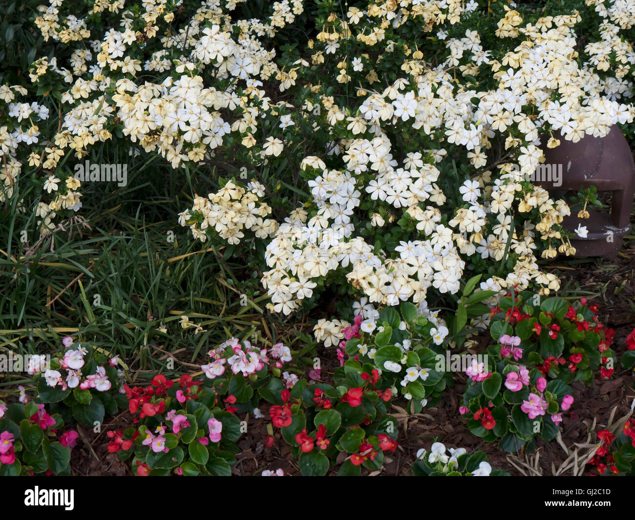 Flower border in Atlanta is the capital of and the most populous city ...
