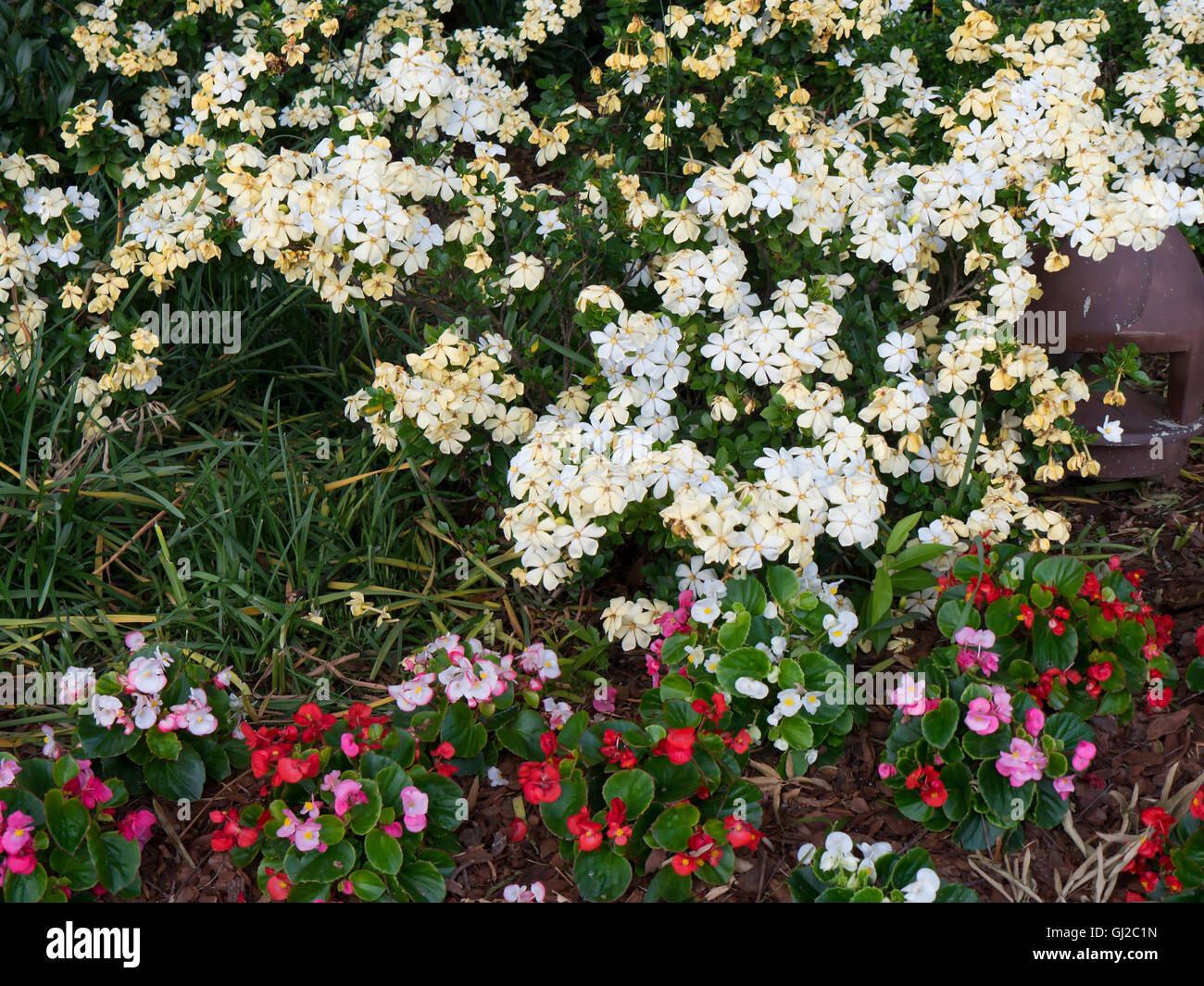 Flower border in Atlanta is the capital of and the most populous city ...