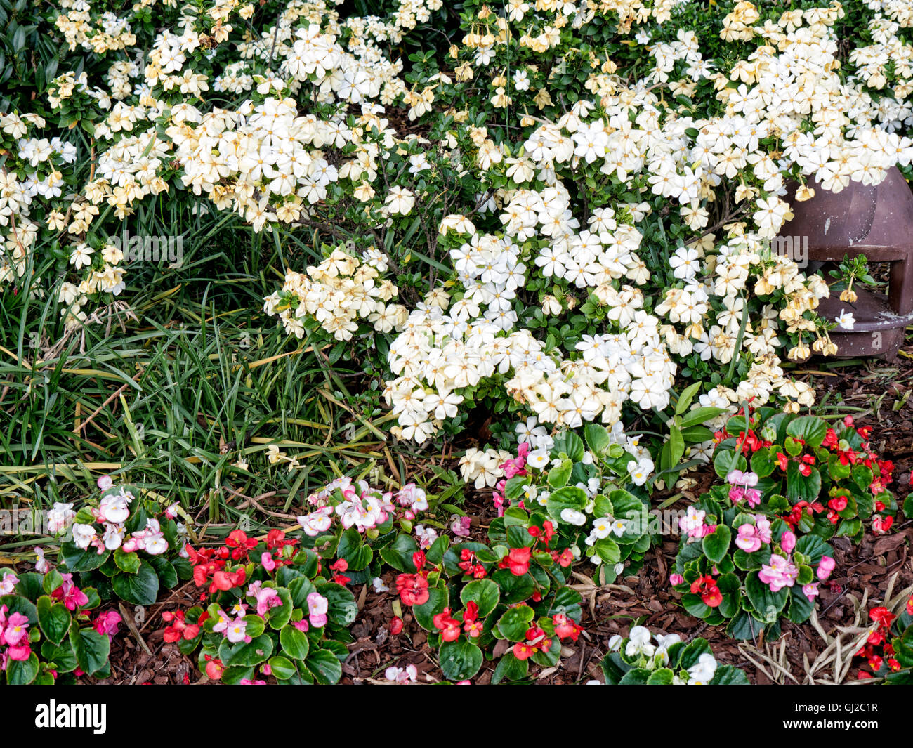 Flower border in Atlanta is the capital of and the most populous city ...