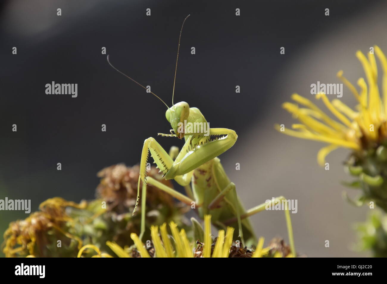 The female mantis religios. Predatory insects. Huge green female mantis ...