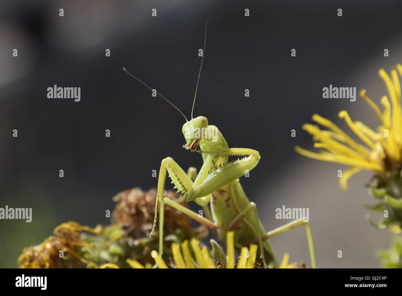 The female mantis religios. Predatory insects. Huge green female mantis ...