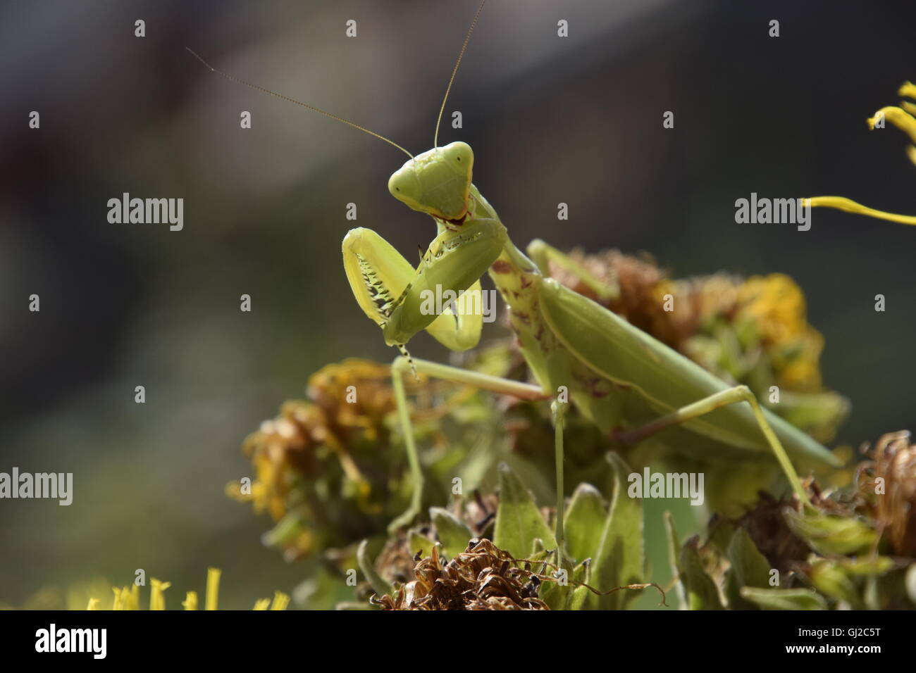 The female mantis religios. Predatory insects. Huge green female mantis ...