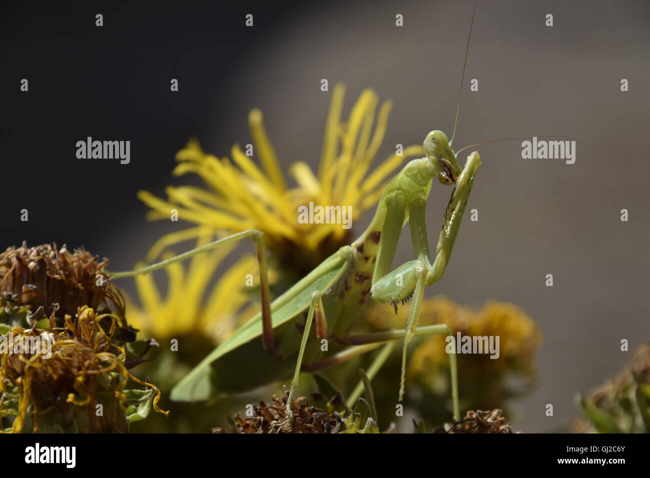 The female mantis religios. Predatory insects. Huge green female mantis ...