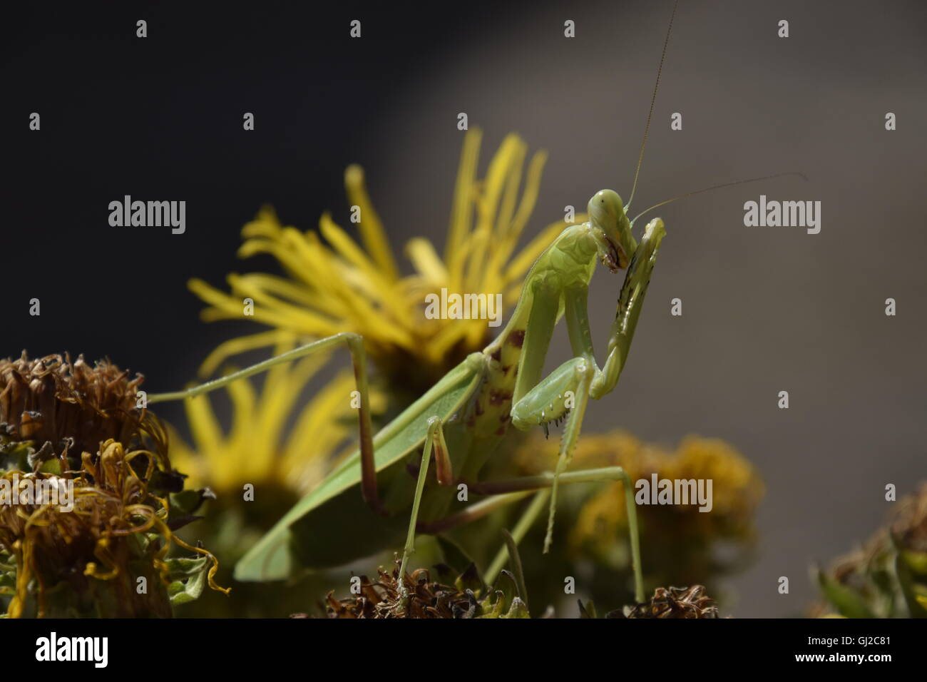 The female mantis religios. Predatory insects. Huge green female mantis ...