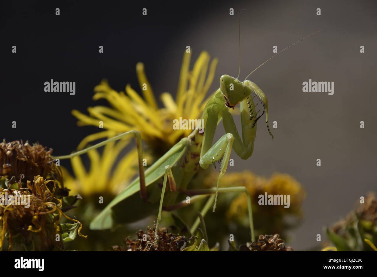 The female mantis religios. Predatory insects. Huge green female mantis ...