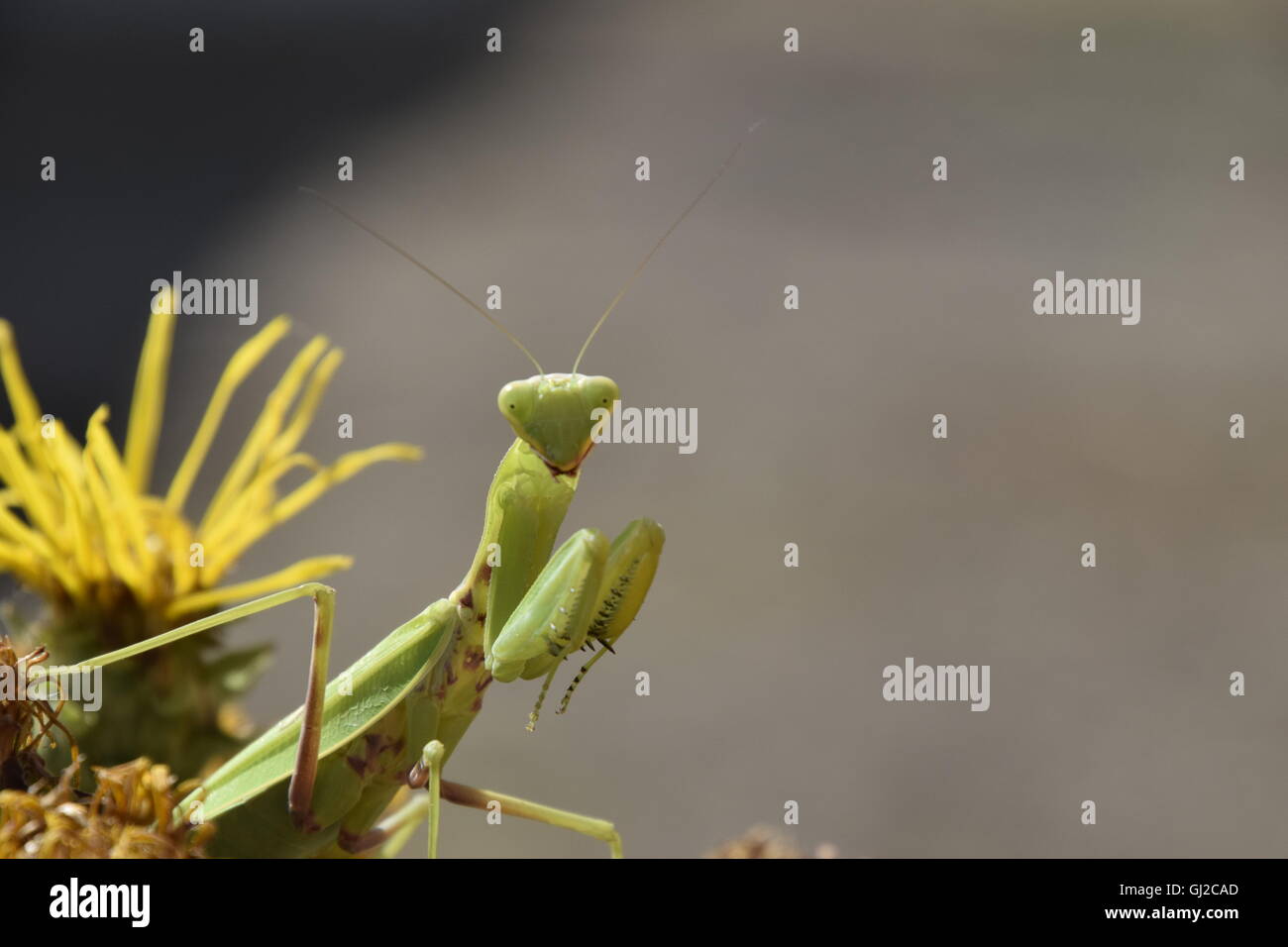 The female mantis religios. Predatory insects. Huge green female mantis ...