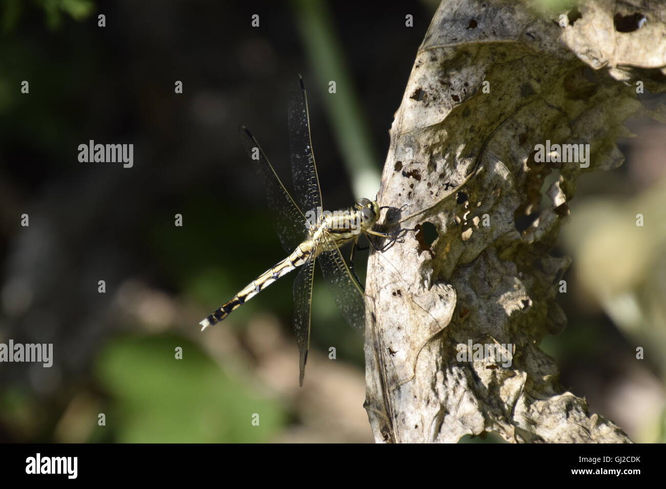 Dragonfly on a leaf of horseradish. Insect predators Stock Photo - Alamy