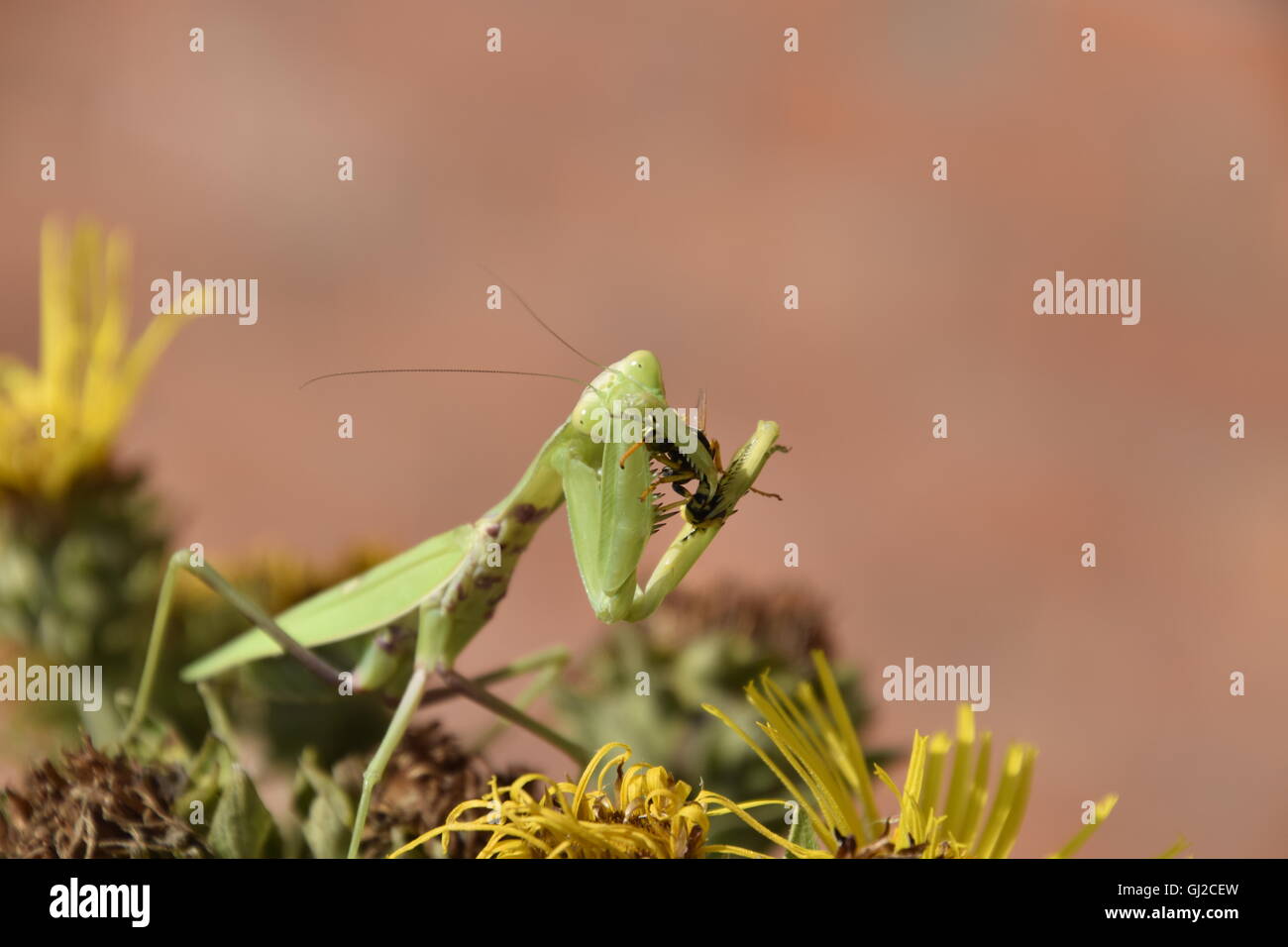 The female praying mantis devouring wasp. The female mantis religios ...