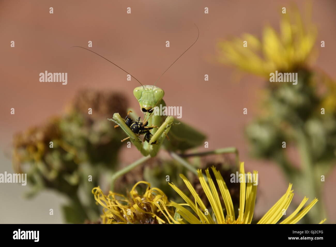 The female praying mantis devouring wasp. The female mantis religios ...
