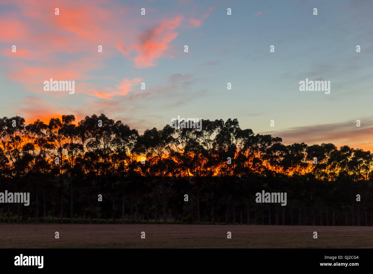 Mixed trees hi-res stock photography and images - Alamy