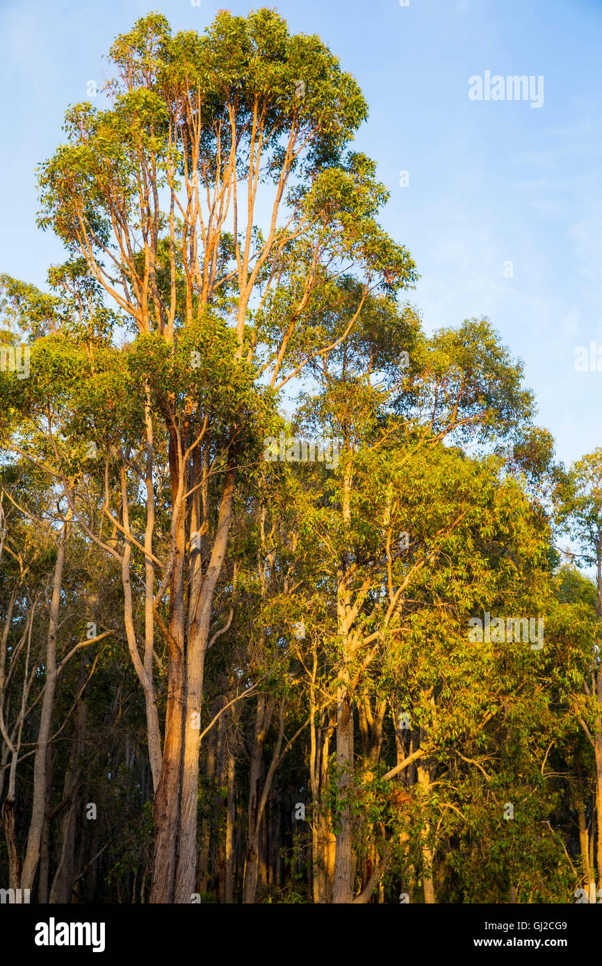 Mixed trees hi-res stock photography and images - Alamy