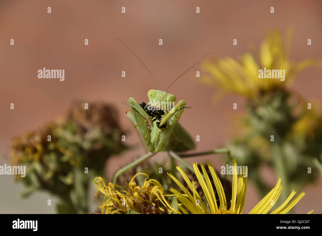 The female praying mantis devouring wasp. The female mantis religios ...