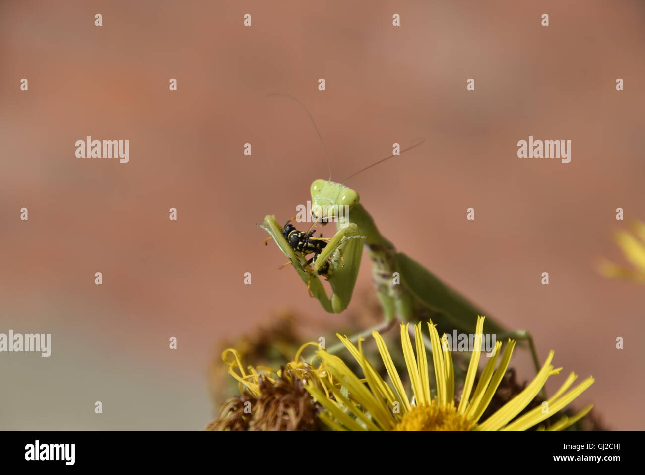 The female praying mantis devouring wasp. The female mantis religios ...