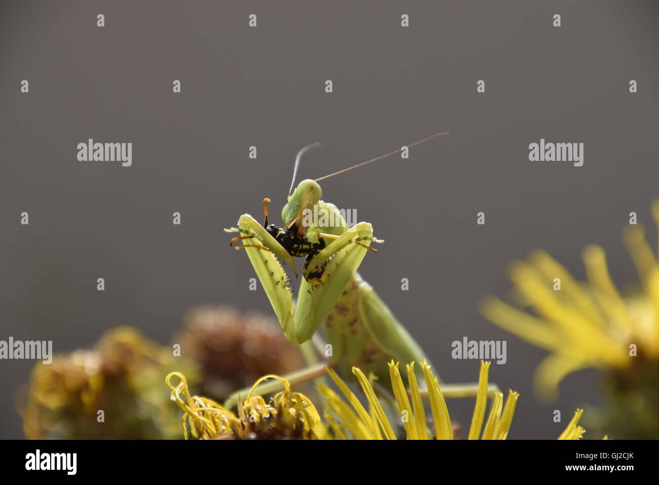 The female praying mantis devouring wasp. The female mantis religios ...