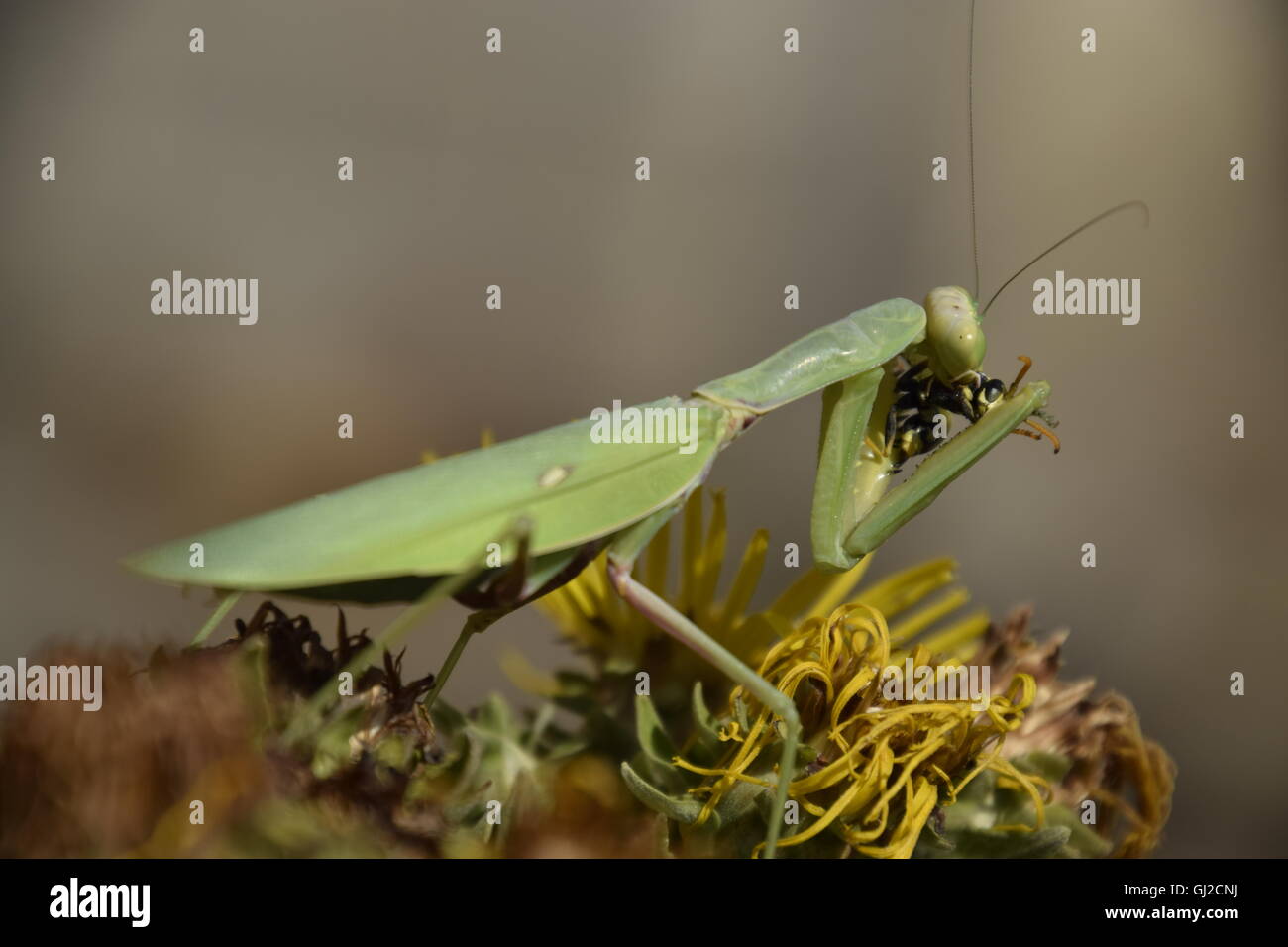 The female praying mantis devouring wasp. The female mantis religios ...