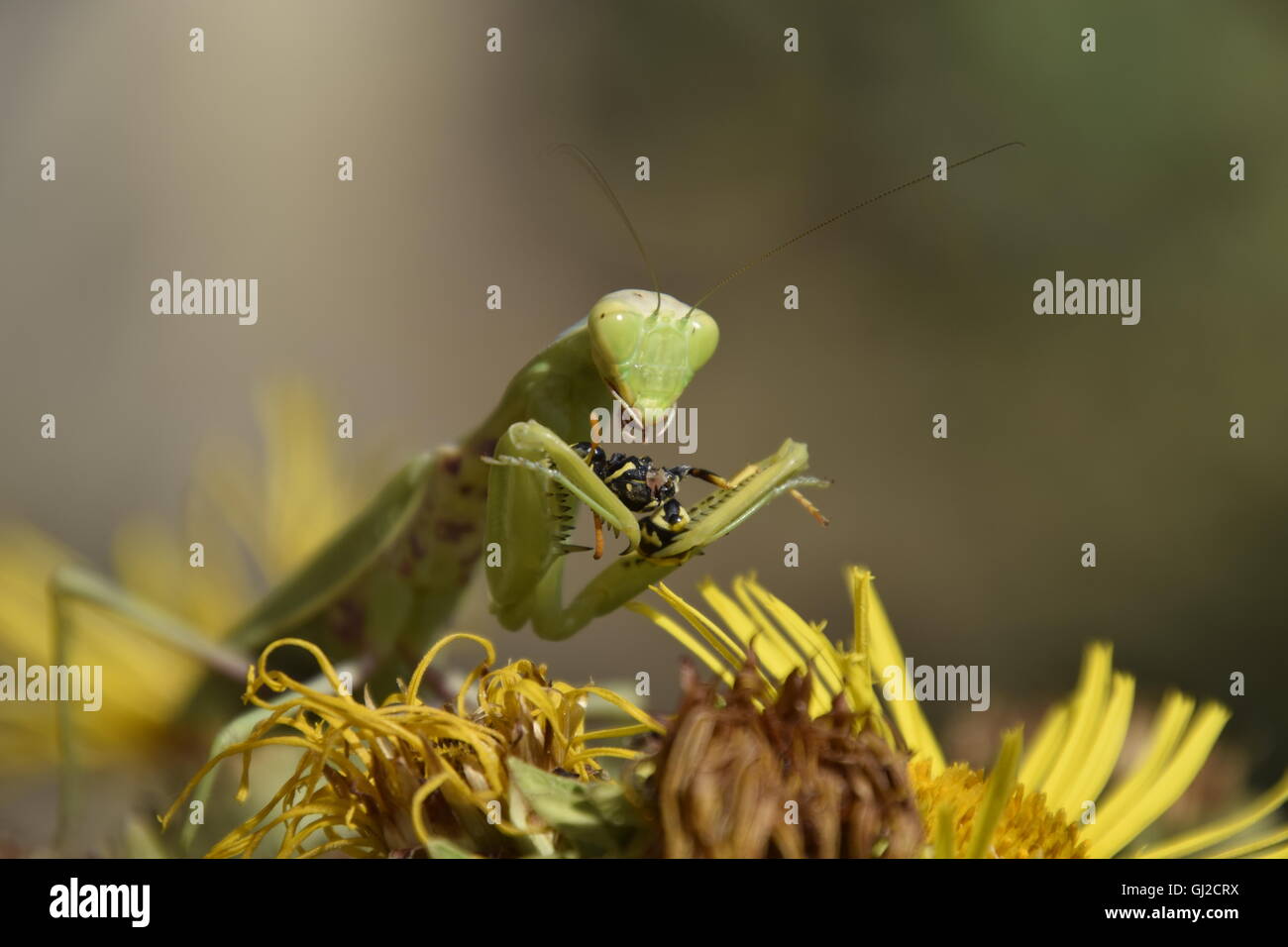 The female praying mantis devouring wasp. The female mantis religios ...