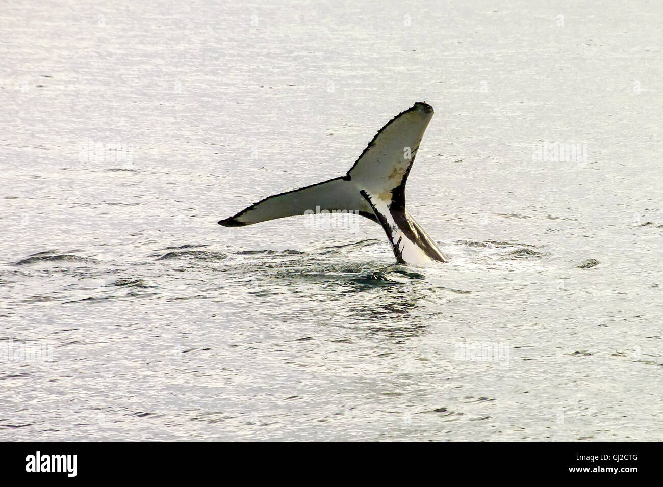 Southern right charters hi-res stock photography and images - Alamy