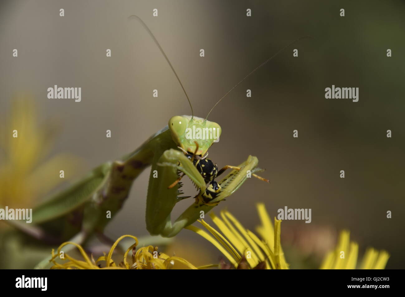 The female praying mantis devouring wasp. The female mantis religios ...