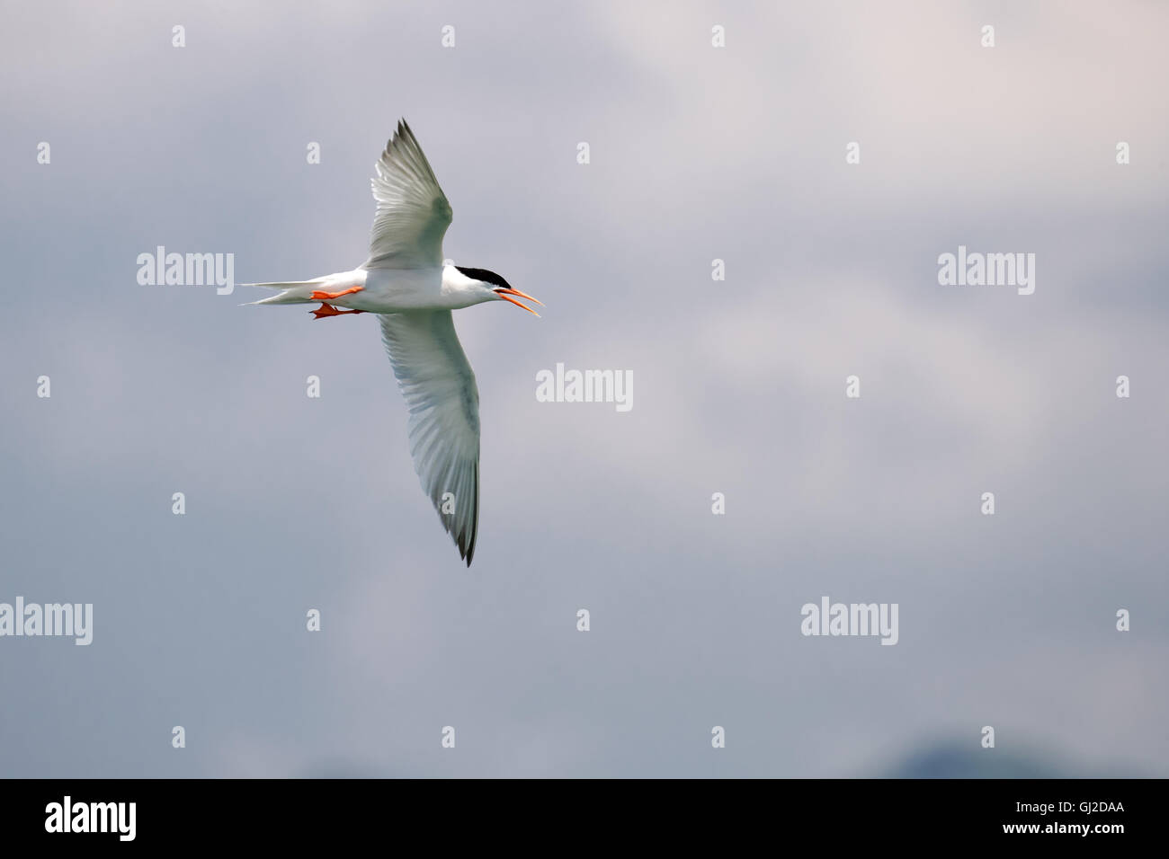 Bird in flight - Roseate Tern Stock Photo - Alamy