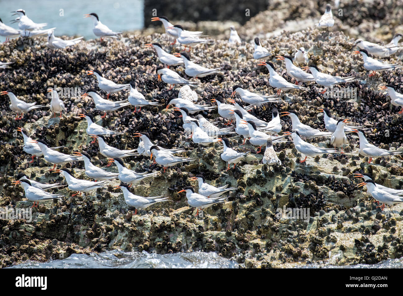 Roseate Tern Adult and Juvenile perching on stone Stock Photo - Alamy