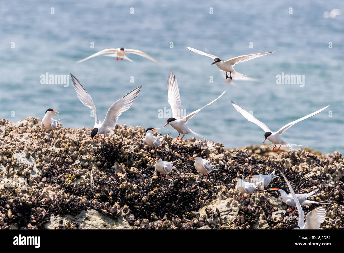 Bird in flight - Roseate Tern Stock Photo - Alamy