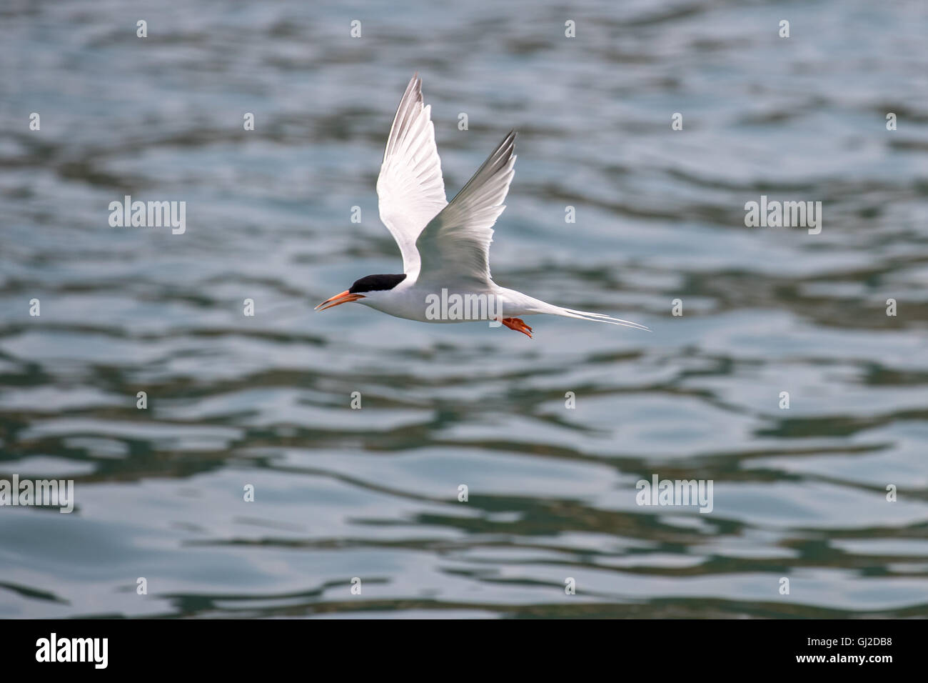 Bird in flight - Roseate Tern Stock Photo - Alamy