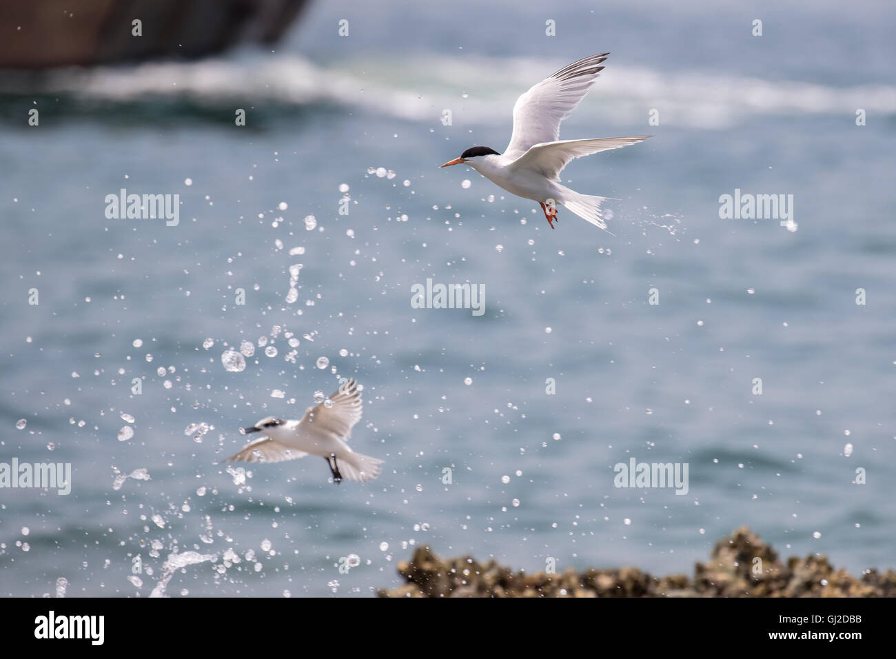 Bird in flight - Roseate Tern Stock Photo - Alamy