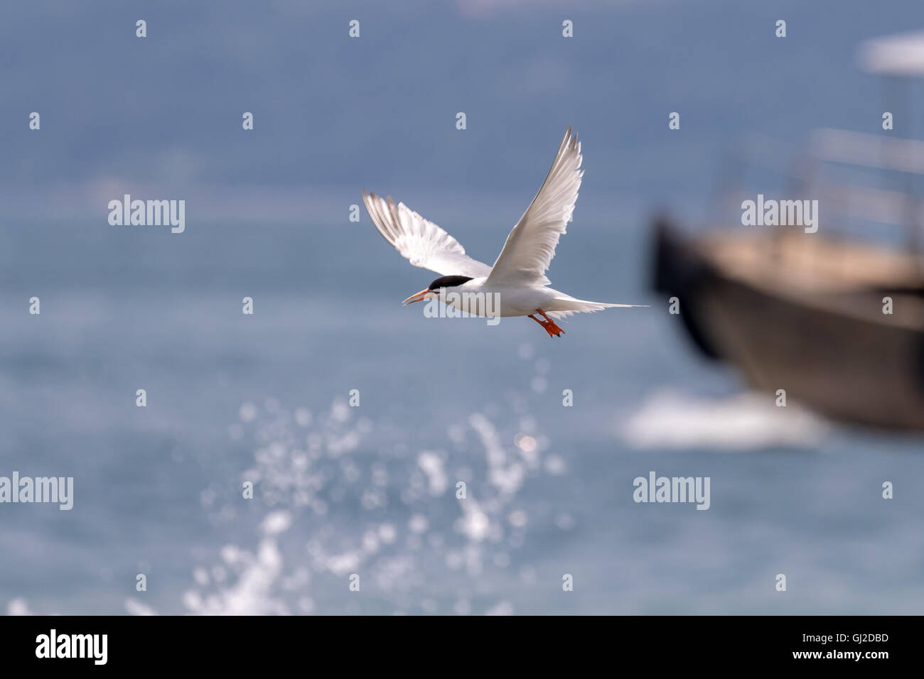 Bird in flight - Roseate Tern Stock Photo - Alamy