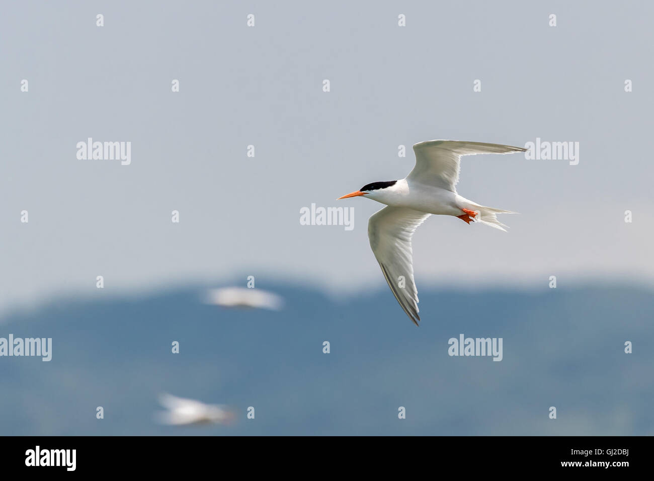 Bird in flight - Roseate Tern Stock Photo - Alamy
