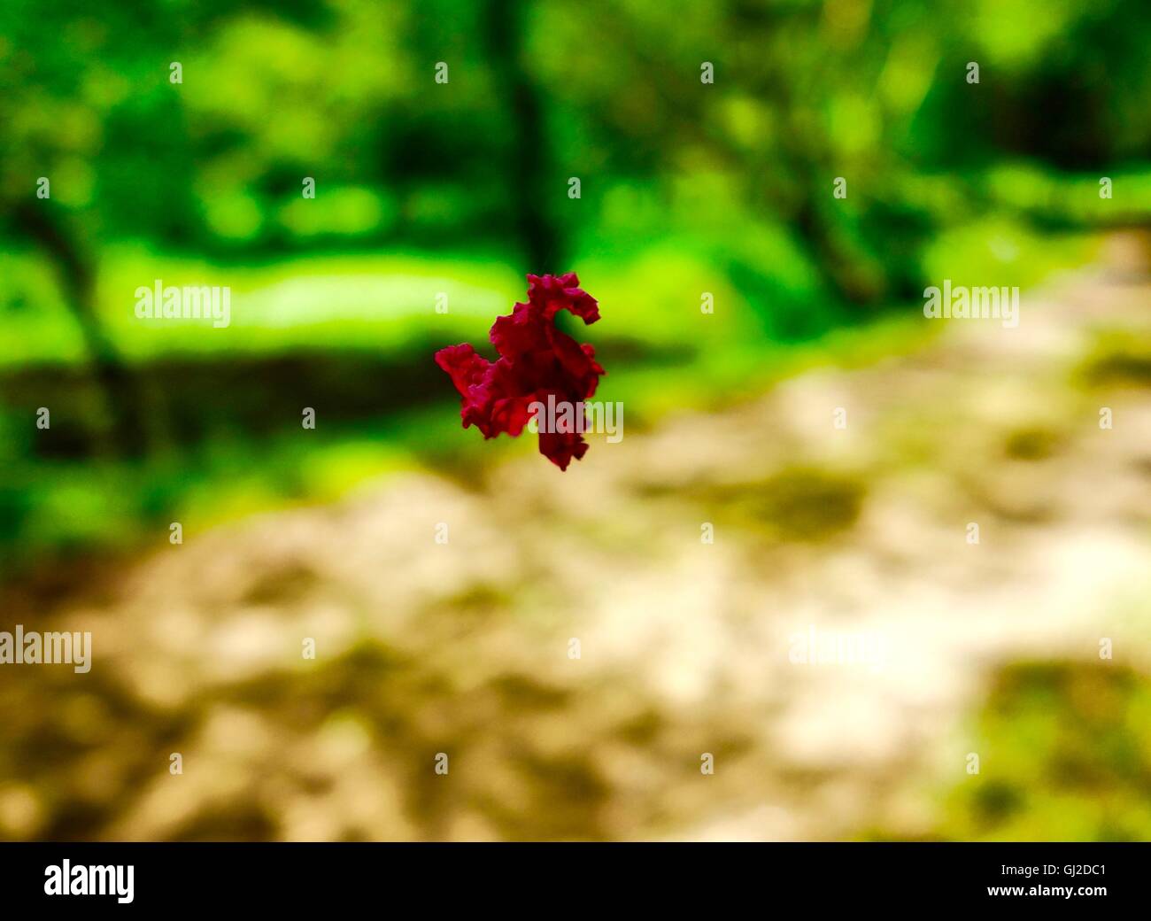Close up of a pink flower petal flittering in the wind Stock Photo - Alamy