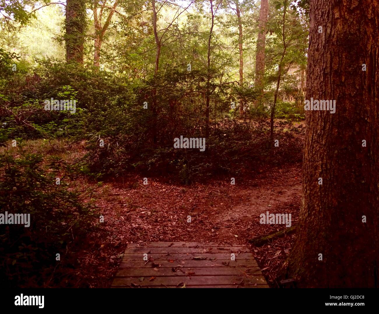 Hiking trail illuminated a reddish hue by the sunset Stock Photo - Alamy