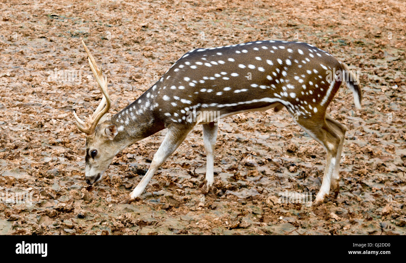 Deer searching the food Stock Photo - Alamy