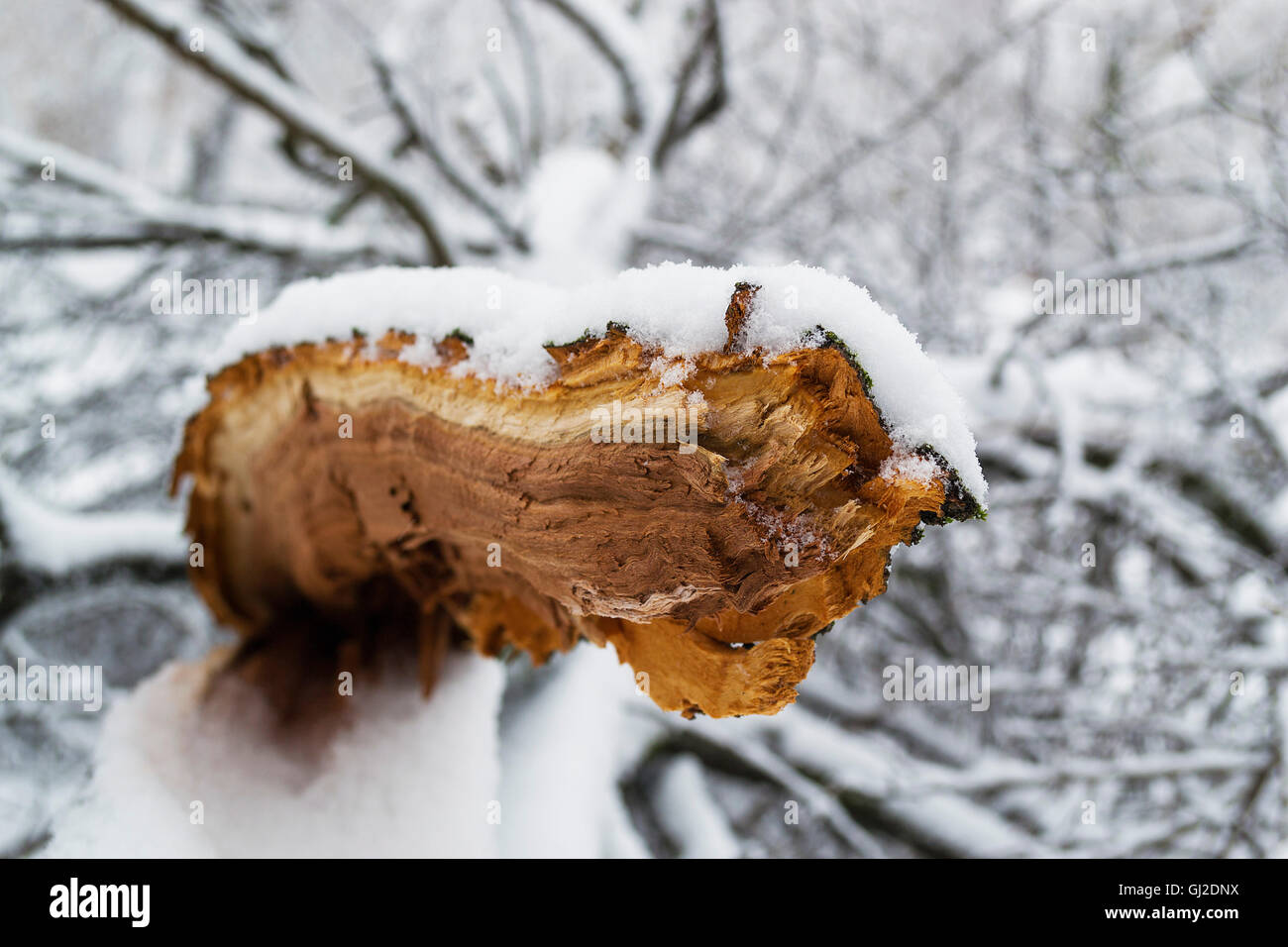 Broken tree covered in snow. Fallen Tree. Winter Stock Photo - Alamy